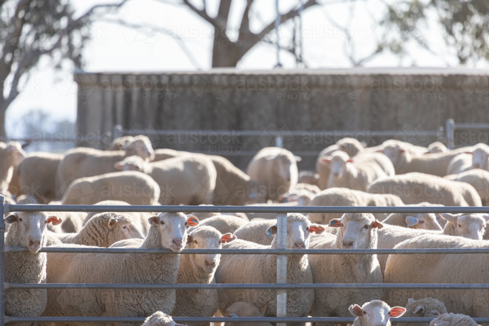 Image of Mob of crossbred lambs looking through a gate in a dusty yard ...