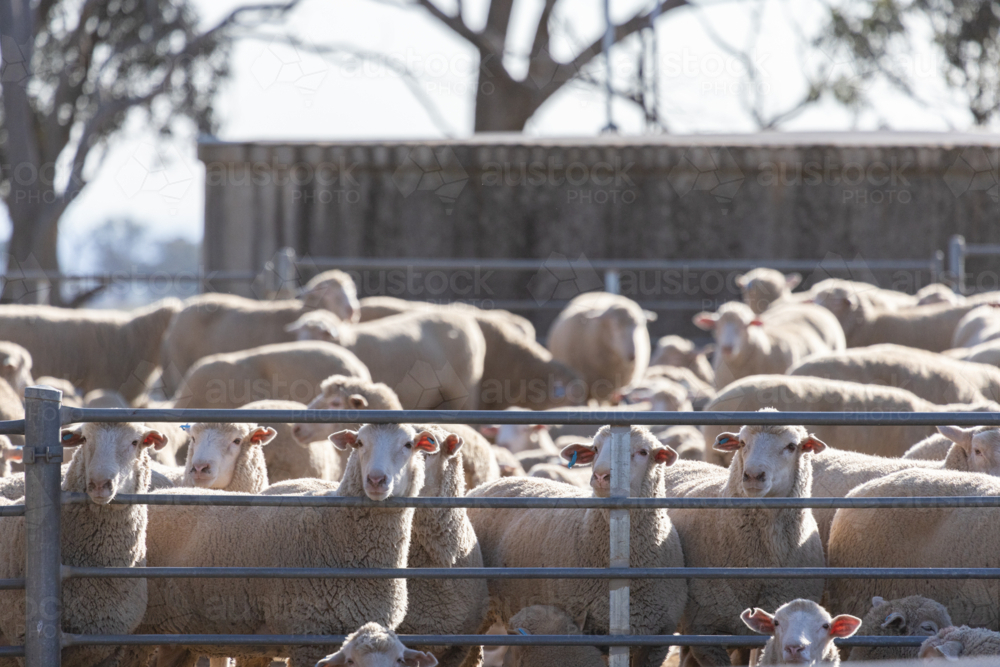 Image of Mob of crossbred lambs looking through a gate in a dusty yard ...