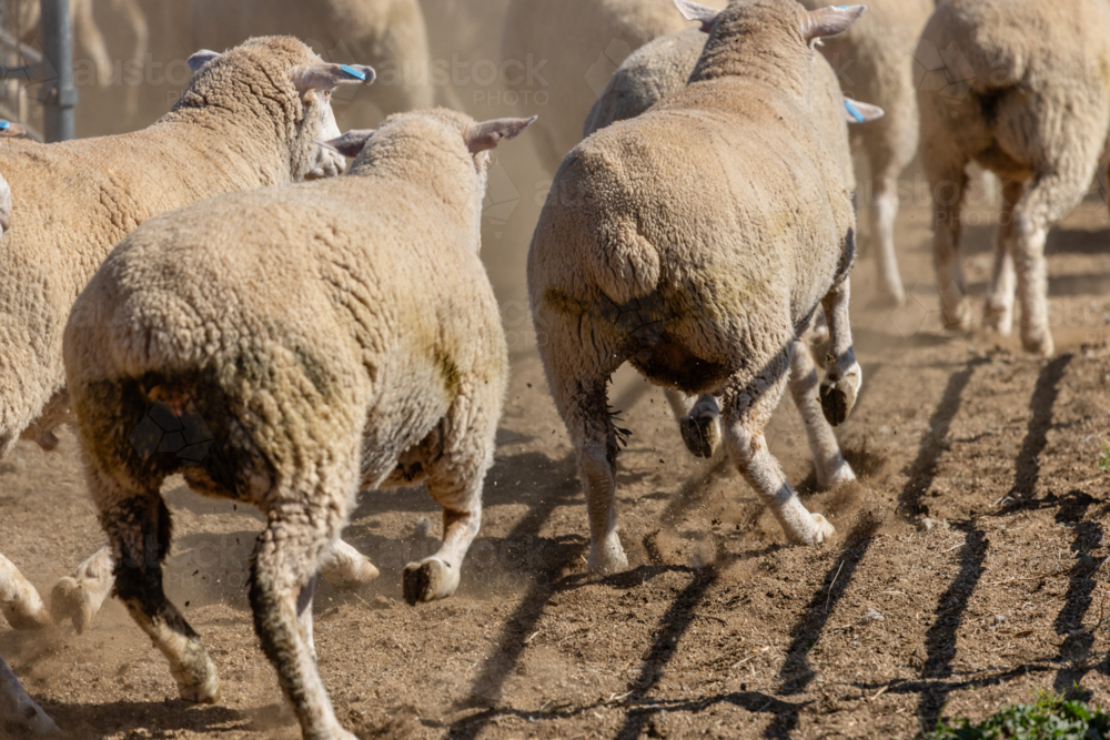 Image of Mob of crossbred lambs running through a gate in a dusty yard ...