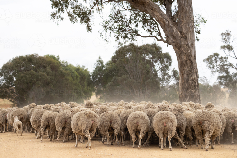 Image of mob of merino ewes running away on an Australian farm ...