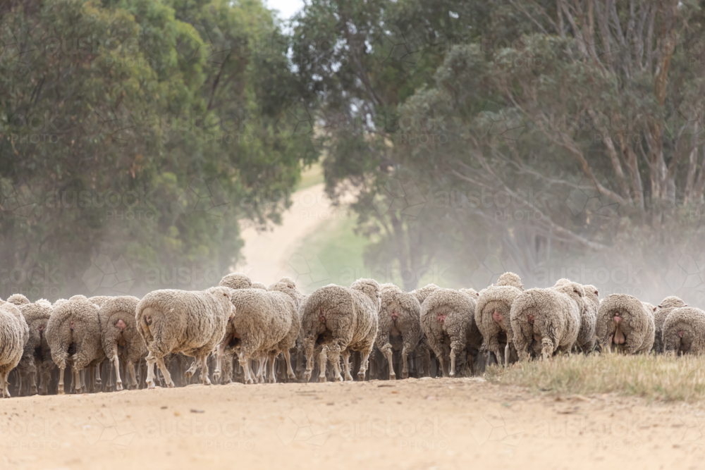 Image of mob of merino ewes running away on an Australian farm ...
