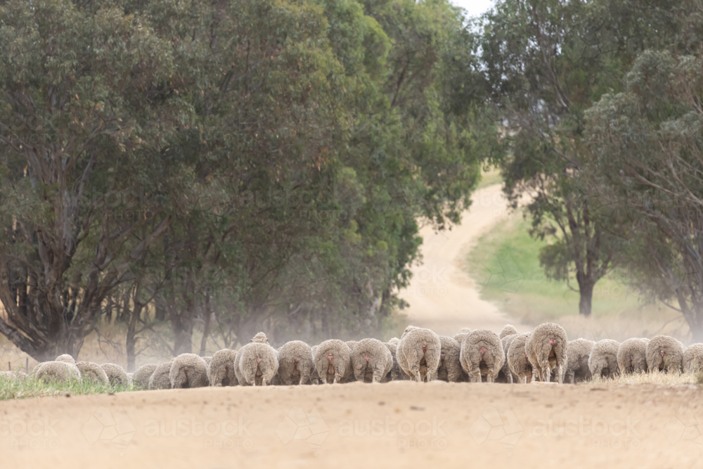 Image of mob of merino ewes running away on an Australian farm ...