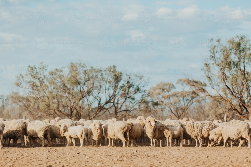 Image of Mob of merino sheep in dry paddock - Austockphoto Image of Mob of merino sheep in dry paddock - Austockphoto