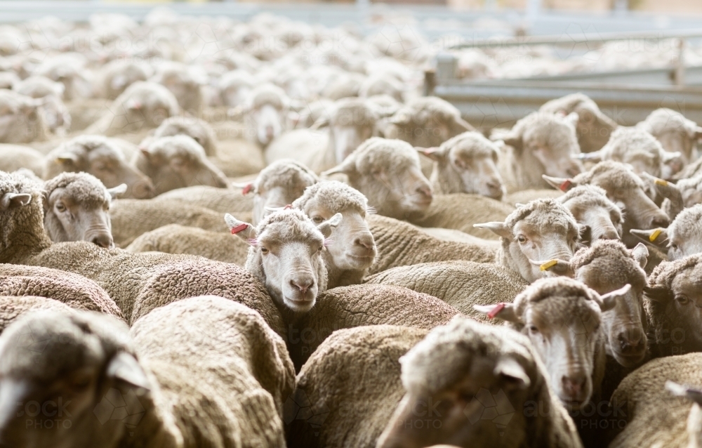 Image of Mob of merino sheep in yards - Austockphoto Image of Mob of merino sheep in yards - Austockphoto