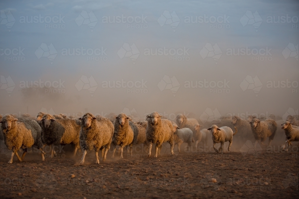 Image of Mob of merino sheep running ahead - Austockphoto