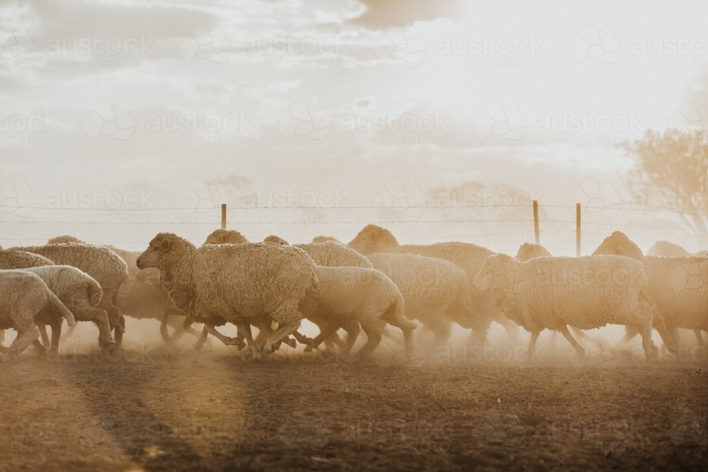Image of Mob of merino sheep running from right to left - Austockphoto