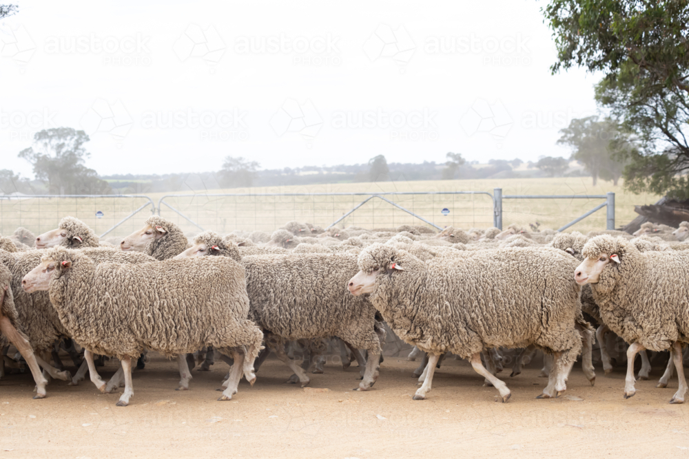 Image of Mob of merino sheep running from right to left - Austockphoto