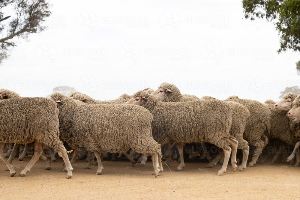 Image of Mob of merino sheep running from right to left - Austockphoto