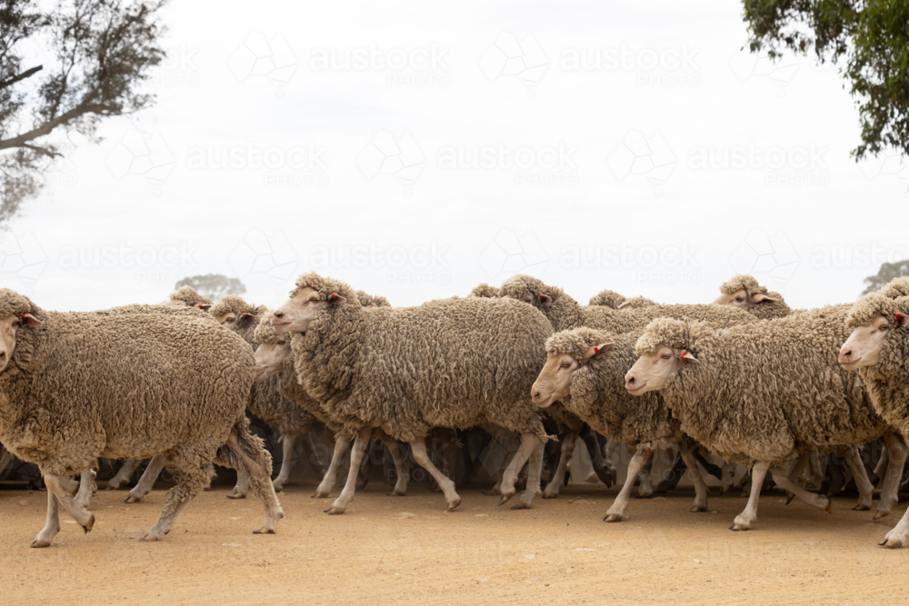 Image of Mob of merino sheep running from right to left - Austockphoto