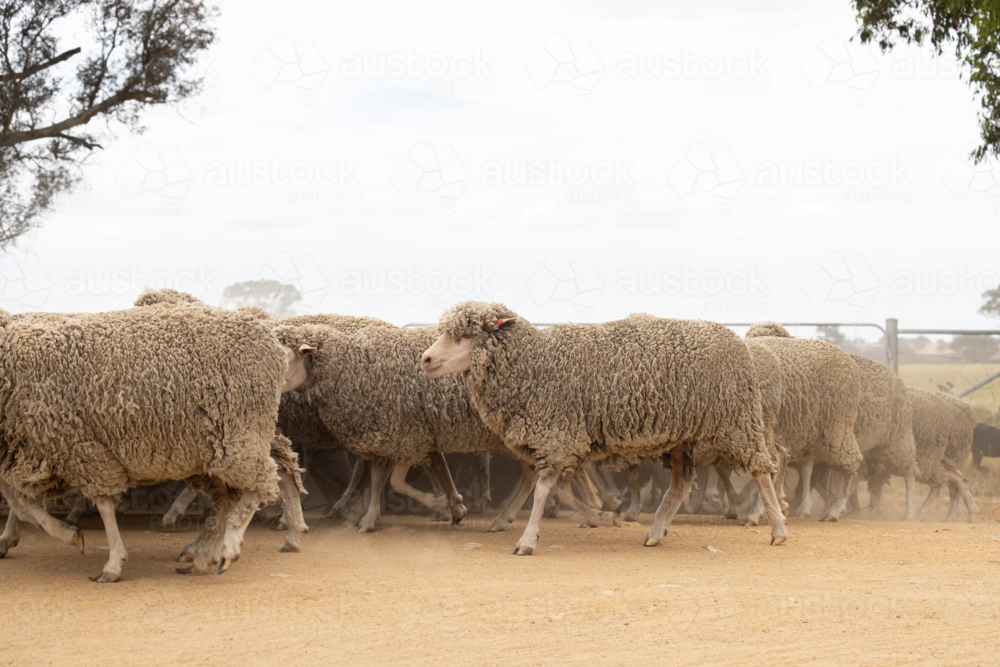 Image of Mob of merino sheep running from right to left - Austockphoto