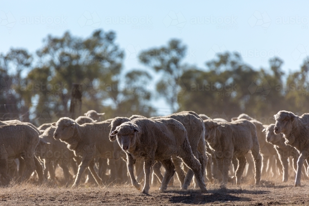 Image of Mob of merino sheep with dry grass - Austockphoto