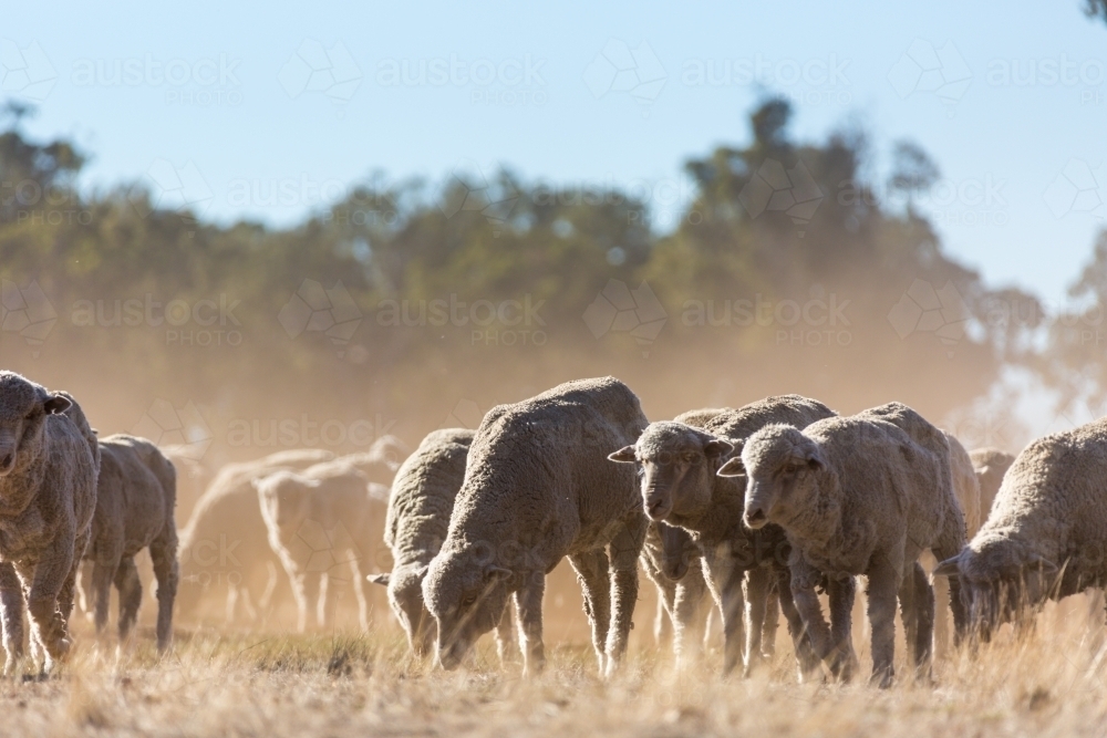 Image of Mob of merino sheep with dry grass - Austockphoto Image of Mob of merino sheep with dry grass - Austockphoto