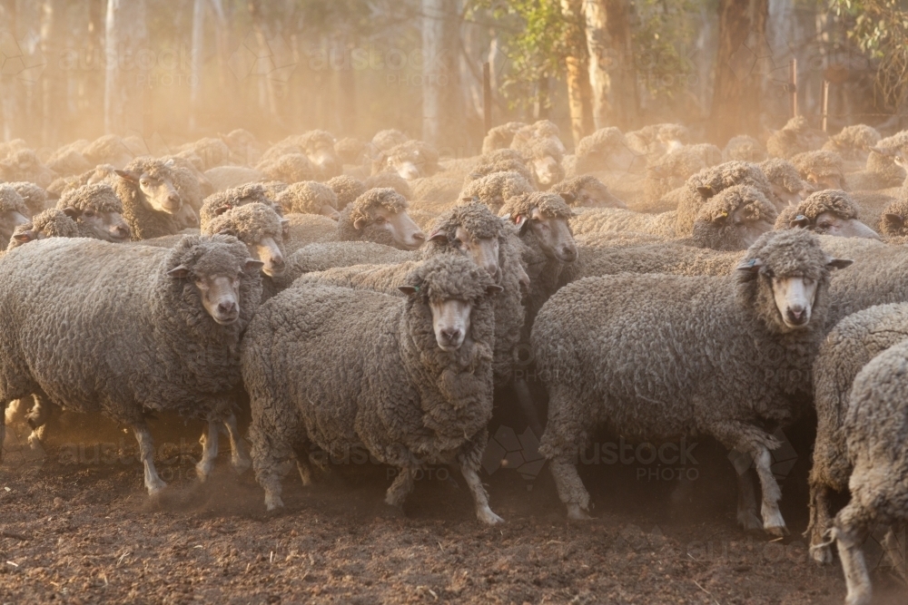 Image of Mob of woolly merino ewes - Austockphoto
