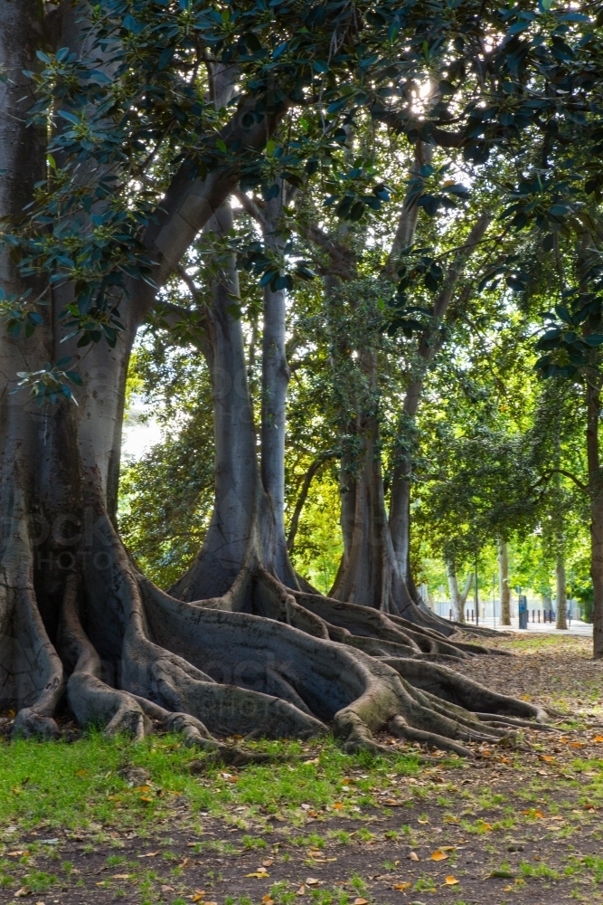 Image of Moreton Bay fig trees vertical - Austockphoto