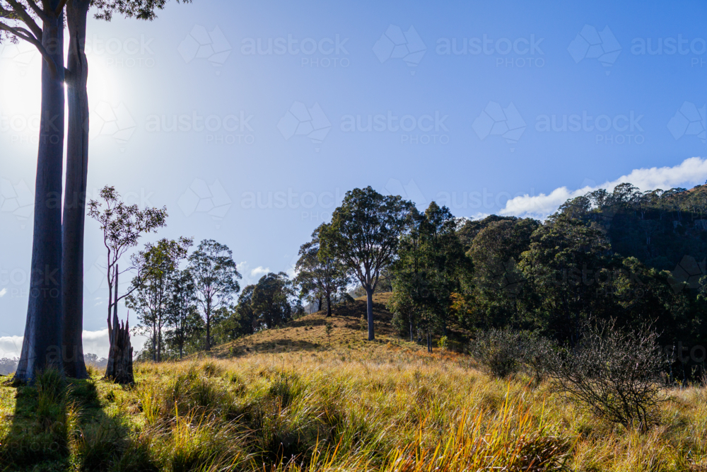 Image of Morning bushland landscape looking up a grassy mountain ...
