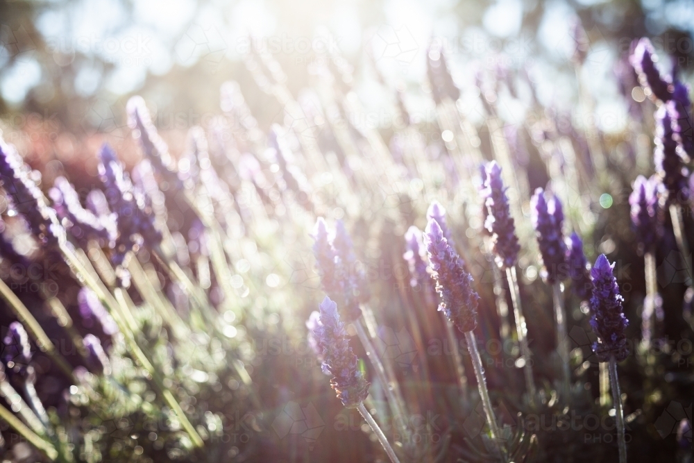 Image of Morning light backlighting purple lavender bush in garden ...