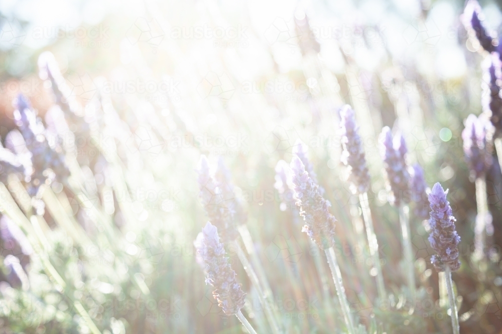Image of Morning light backlighting purple lavender bush in garden ...