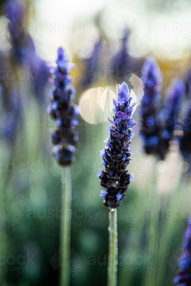 Image of Morning light backlighting purple lavender bush in garden ...