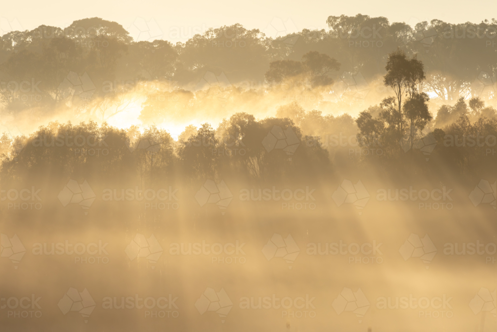 Image of Morning light streaming through fog and trees in winter ...