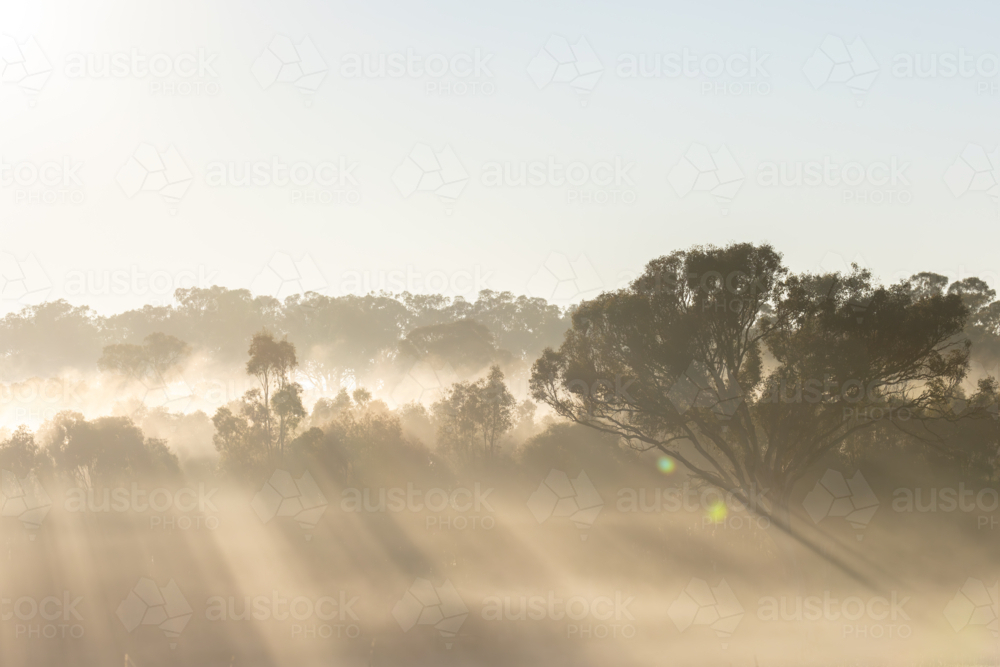 Image of Morning light streaming through fog and trees in winter ...