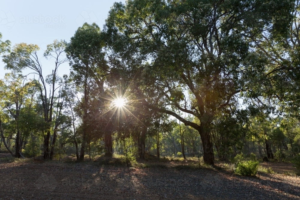 Image of Morning sun shining through gum trees - Austockphoto