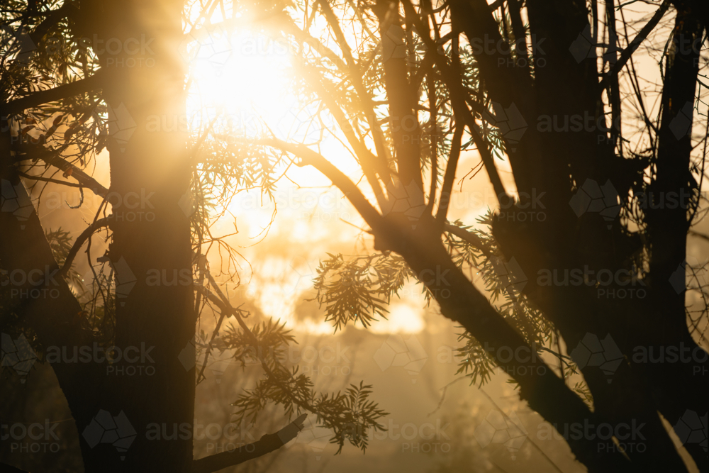 Image of Morning sunlight filters through the branches of trees in ...