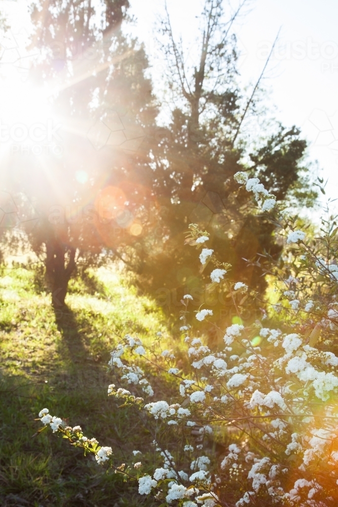 Image of Morning sunlight shining on may bush in the garden - Austockphoto