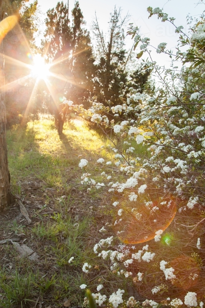 Image of Morning sunlight shining on may bush in the garden - Austockphoto