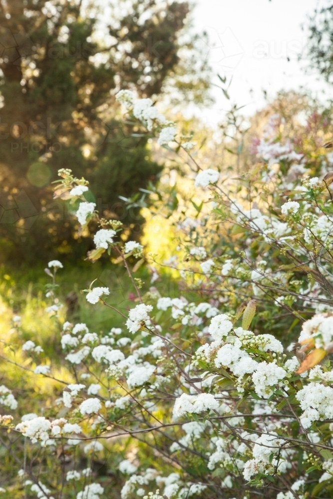 Image of Morning sunlight shining on may bush in the garden - Austockphoto