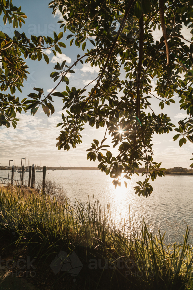 Image of Morning sunshine filtering through tree canopy along the ...