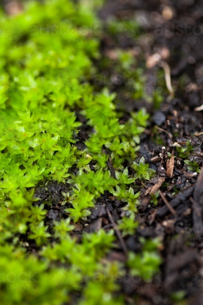 Image of Moss in potting mix soil close up - Austockphoto