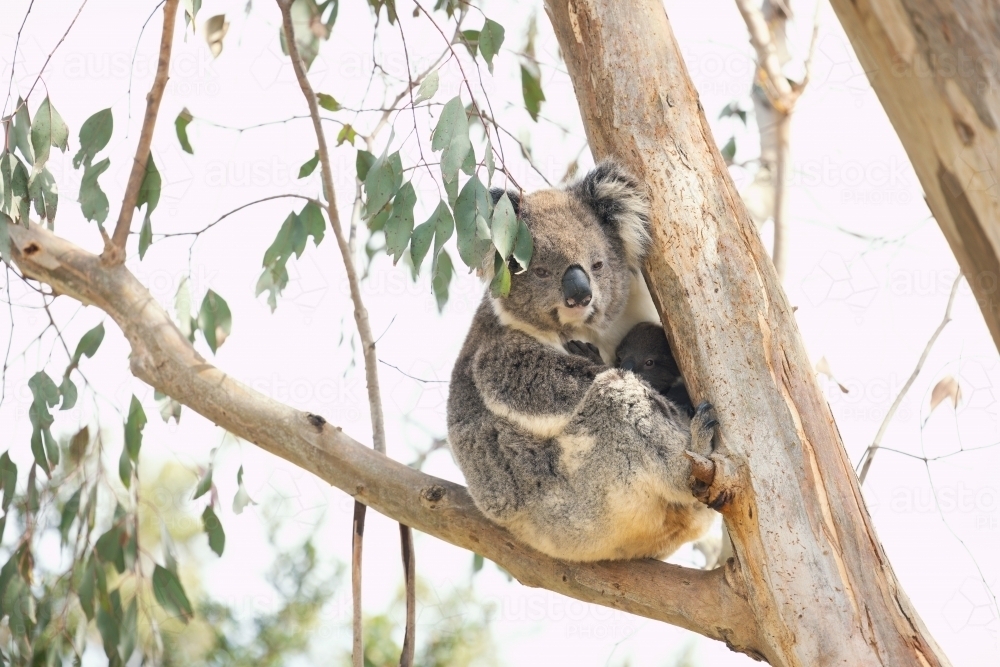 Image of Mother and baby koala sitting together in Australian eucalyptus tree - Austockphoto