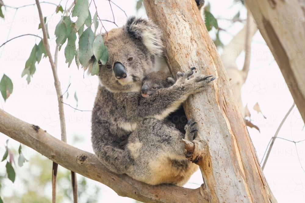 Image of Mother and baby koala sitting together in Australian eucalyptus tree - Austockphoto