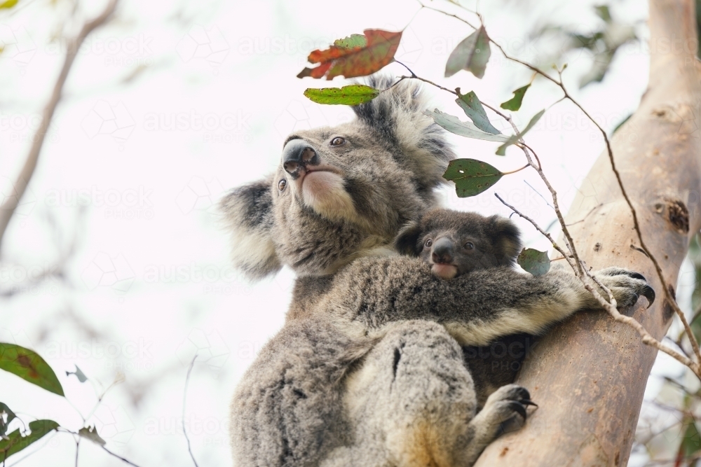 Image of Mother and baby koala sitting together in Australian eucalyptus tree - Austockphoto