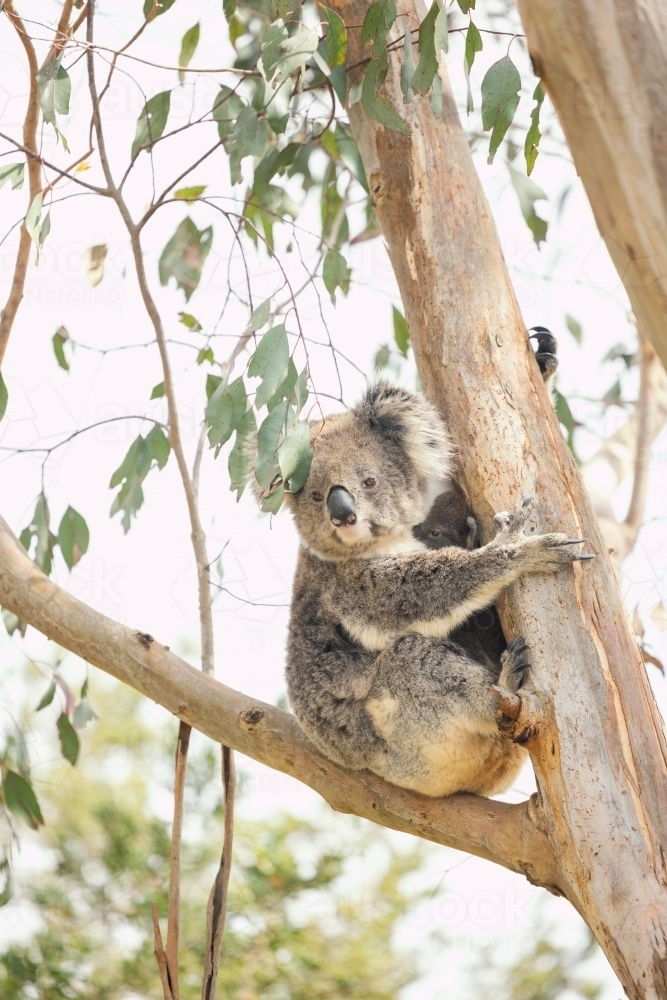 Image of Mother and joey koala sitting together in Australian eucalyptus tree - Austockphoto