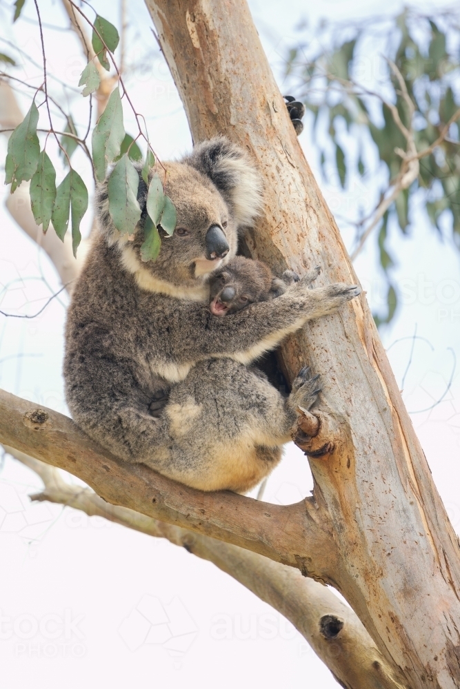 Image of Mother and joey koala sitting together in Australian eucalyptus tree - Austockphoto