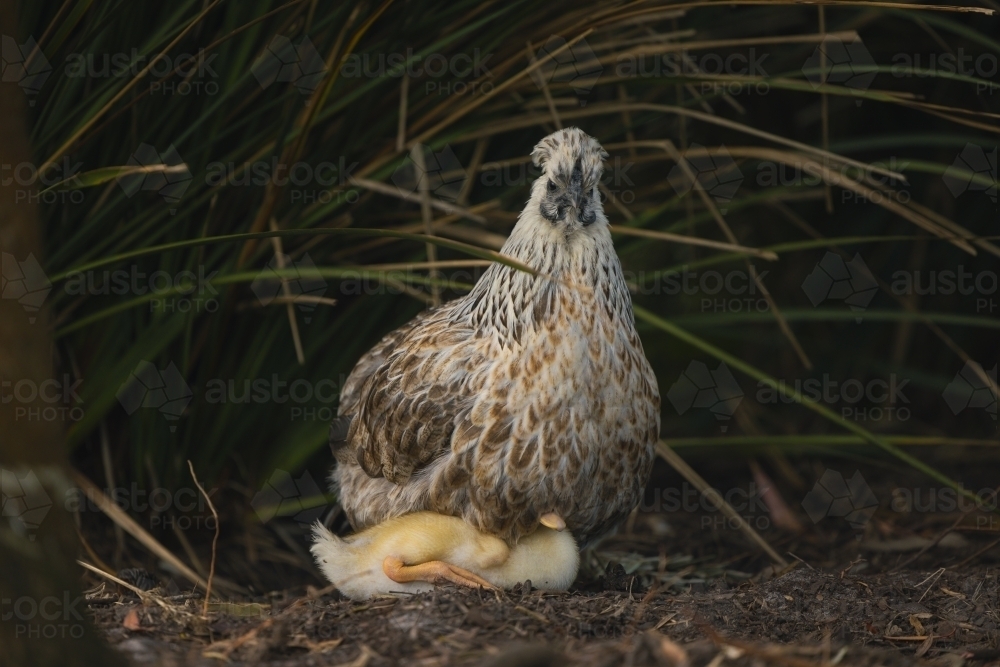 Image of Mother hen nesting with baby duckling in garden - Austockphoto
