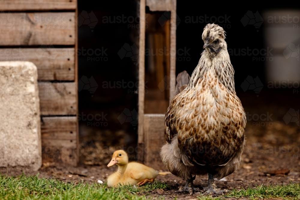 Image of Mother hen protecting yellow baby duckling on farm - Austockphoto