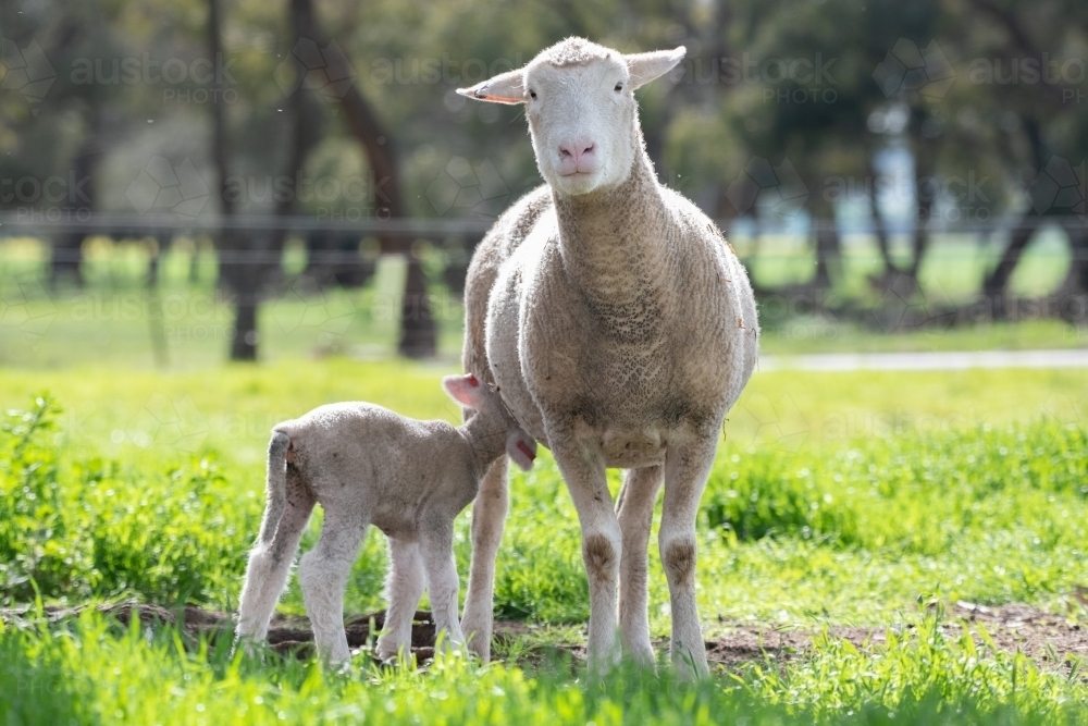 Image of Mother sheep looking at camera with her lamb suckling on a ...