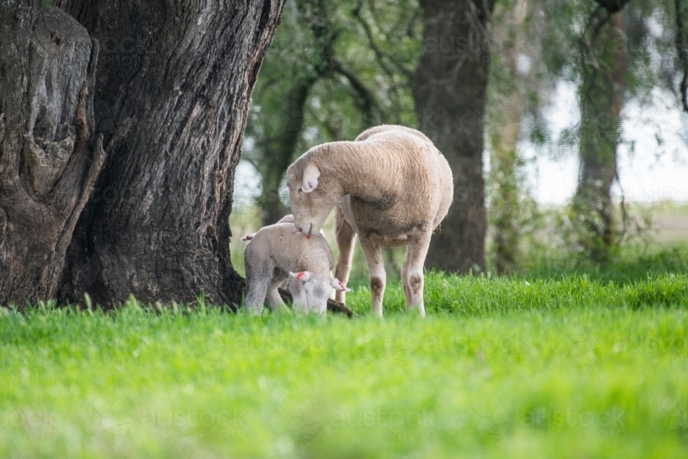 Image of Mother sheep with her lambs on a green pastured farm under a ...