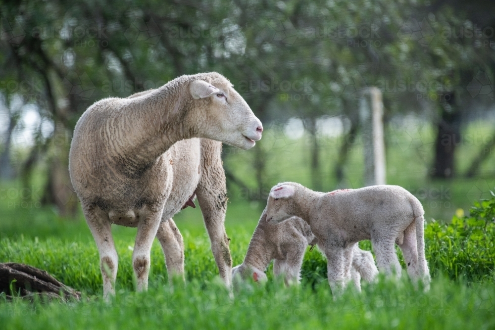 Image of Mother sheep with twin lambs on a green pastured farm. - Austockphoto