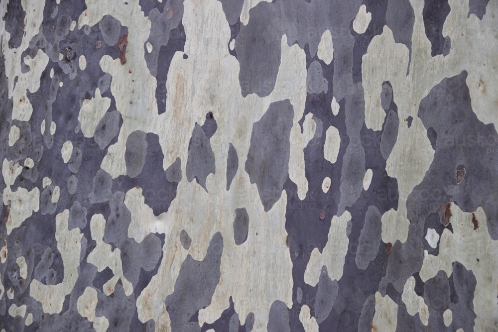 Image of Mottled natural pattern of Eucalyptus tree - Austockphoto