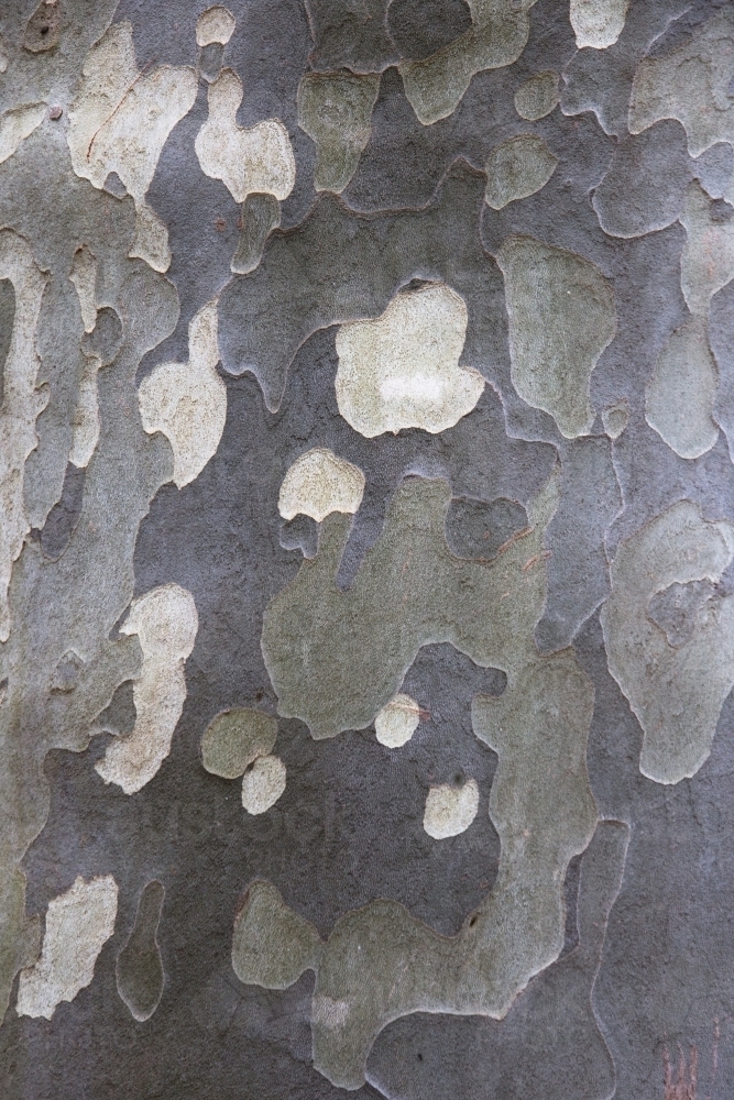 Image of Mottled pattern of bark on a plane tree - Austockphoto