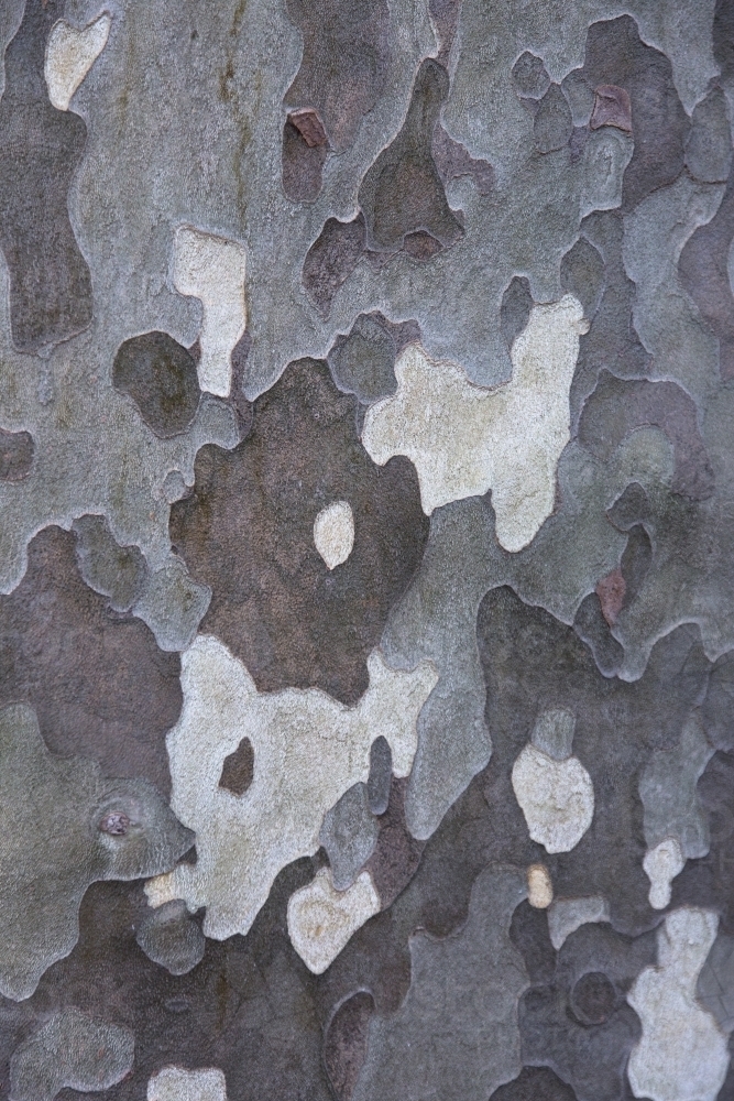 Image of Mottled pattern of bark on a plane tree - Austockphoto