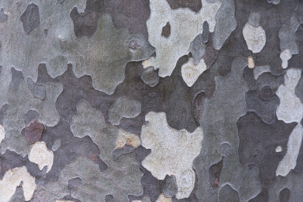 Image of Mottled pattern of bark on a plane tree - Austockphoto