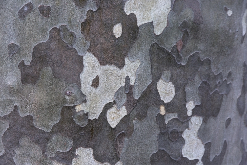 Image of Mottled pattern of bark on a plane tree - Austockphoto