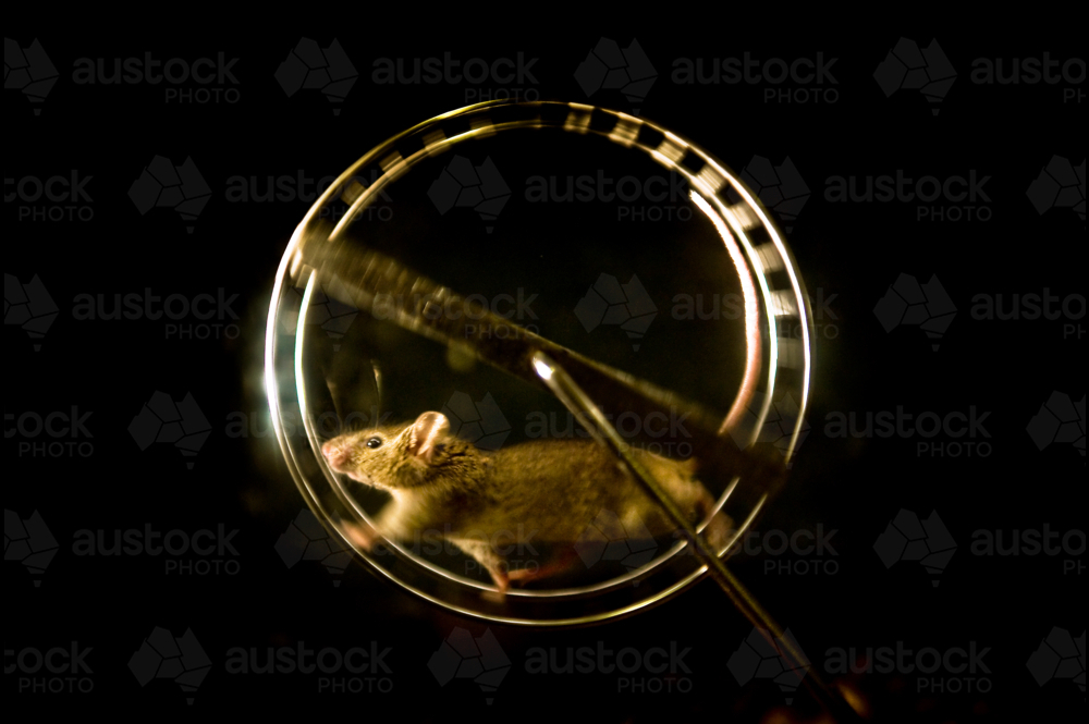 Image of Mouse running on a spinning wheel in the dark. - Austockphoto