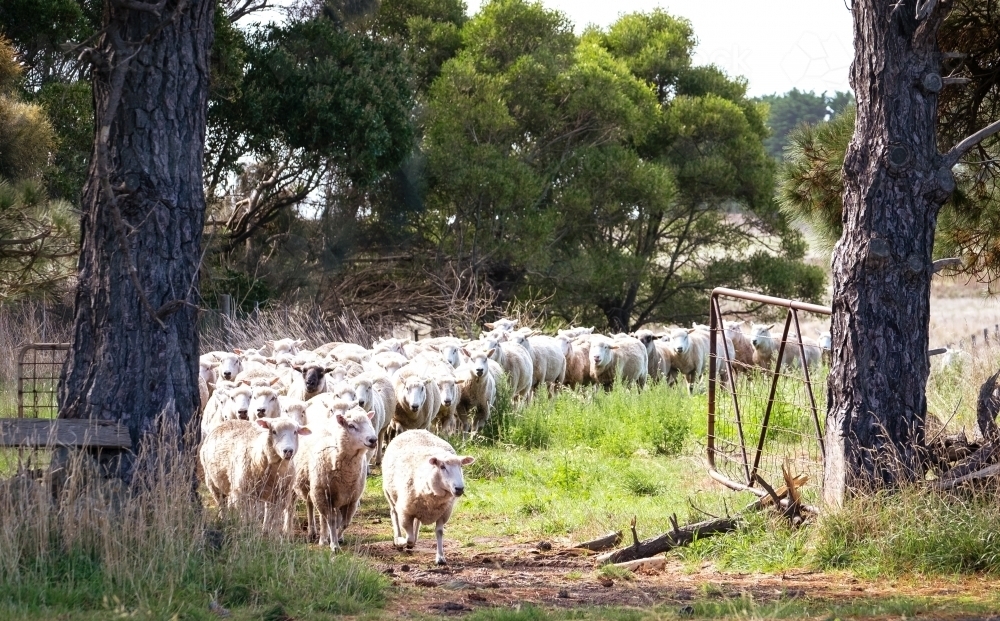 Image of Moving a mob of sheep - Austockphoto