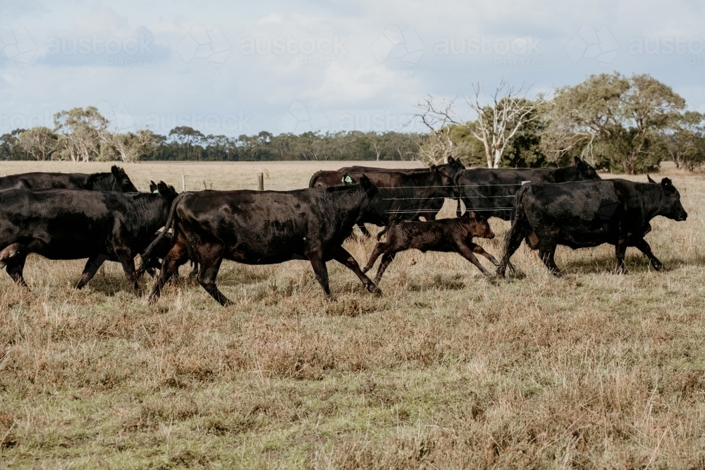 Image of Moving herd of black angus cows. - Austockphoto