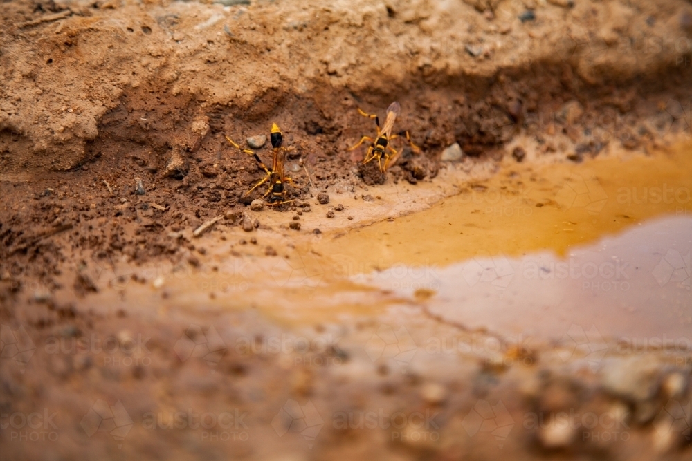 Image of Mud wasps collecting mud from a brown puddle - Austockphoto